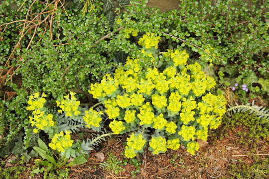 "Mole Plant" Bilder – Durchsuchen 851 Archivfotos, Vektorgrafiken und ...