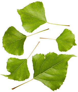 Pappelblatt Bilder – Durchsuchen 31,555 Archivfotos, Vektorgrafiken und ...