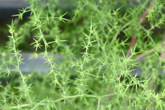 "Asparagus Racemosus" Images – Browse 455 Stock Photos, Vectors, and ...