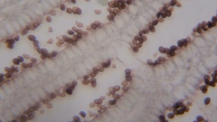 Search photos agaricus