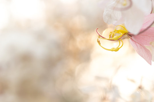 รูปภาพCraib – เลือกดูภาพถ่ายสต็อก เวกเตอร์ และวิดีโอ1,168 | Adobe Stock