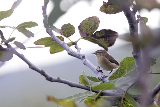 รูปภาพPhylloscopus – เลือกดูภาพถ่ายสต็อก เวกเตอร์ และวิดีโอ4,583 ...