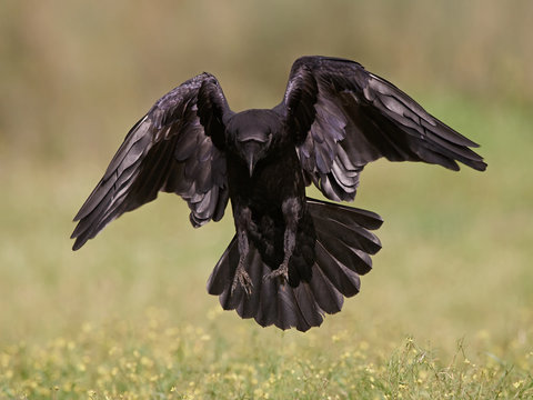 Raven Bird Flying