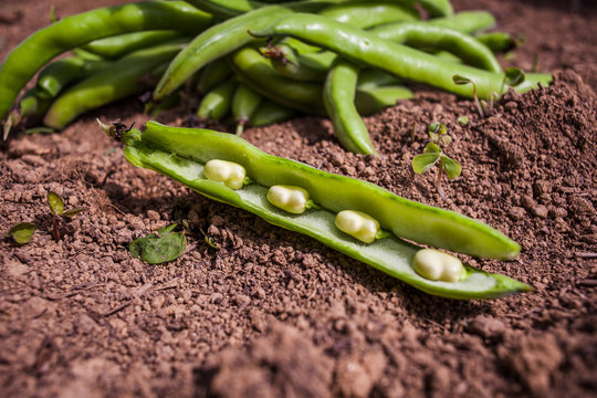 Imágenes de Fave: descubre bancos de fotos, ilustraciones, vectores y ...