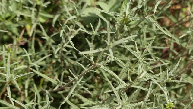 รูปภาพTeucrium – เลือกดูภาพถ่ายสต็อก เวกเตอร์ และวิดีโอ2,416 | Adobe Stock