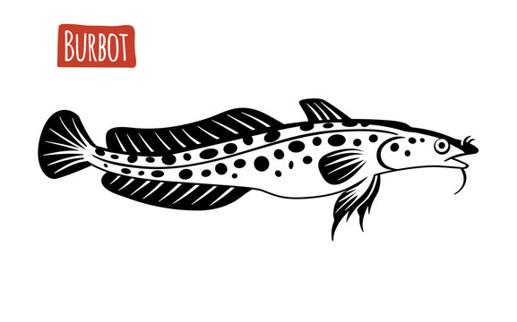 Imágenes de Lingcod: descubre bancos de fotos, ilustraciones, vectores ...