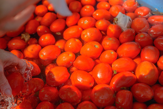 Tomatto bilder – Bläddra bland 4,636,409 stockfoton, vektorer och ...