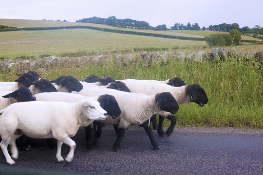 "Counting Sheep" Images – Browse 1,234 Stock Photos, Vectors, and Video ...