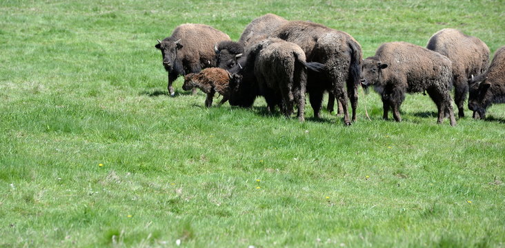 Wildrinder bilder – Bläddra bland 251 stockfoton, vektorer och videor ...