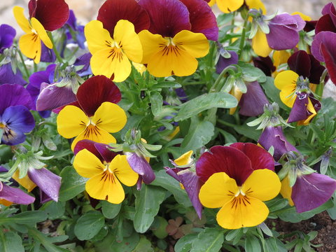 รูปภาพ"Zygomorphe – เลือกดูภาพถ่ายสต็อก เวกเตอร์ และวิดีโอ80 | Adobe Stock