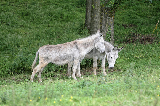 รูปภาพBourricot – เลือกดูภาพถ่ายสต็อก เวกเตอร์ และวิดีโอ89 | Adobe Stock