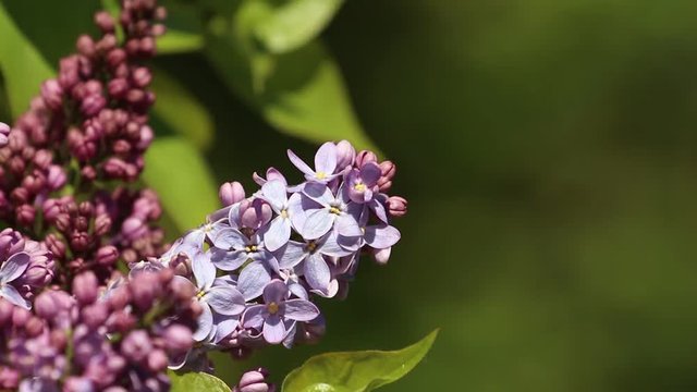 Flider Bilder – Durchsuchen 29 Archivfotos, Vektorgrafiken und Videos ...