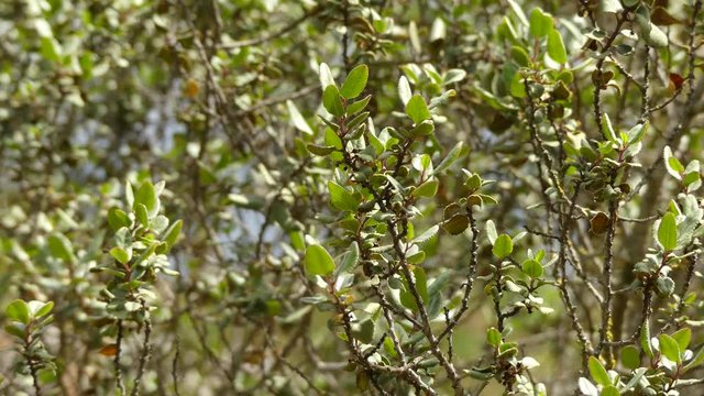 รูปภาพRhamnus – เลือกดูภาพถ่ายสต็อก เวกเตอร์ และวิดีโอ30,892 | Adobe Stock