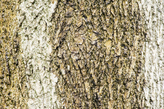 Ash Tree Bark Images – Browse 4,531 Stock Photos, Vectors, and Video ...