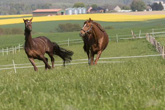 รูปภาพ"Pferde – เลือกดูภาพถ่ายสต็อก เวกเตอร์ และวิดีโอ31,138 | Adobe Stock