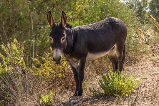 Muli Images – Parcourir 1,060 le catalogue de photos, vecteurs et ...