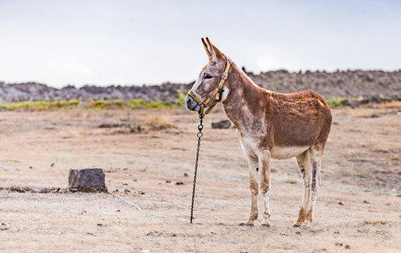 Muli Images – Parcourir 1,060 le catalogue de photos, vecteurs et ...
