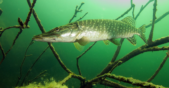 Hecht Bilder – Durchsuchen 60,932 Archivfotos, Vektorgrafiken und ...