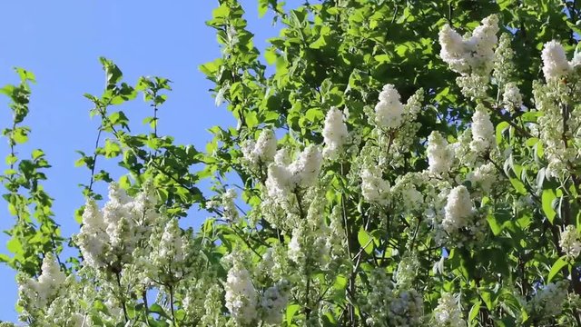 Flider Bilder – Durchsuchen 29 Archivfotos, Vektorgrafiken und Videos ...