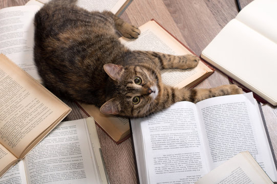 Cat Book Images – Browse 155,909 Stock Photos, Vectors, and Video ... Cat Book Images – Browse 155,909 Stock Photos, Vectors, and Video ...