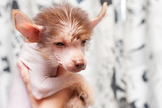 「Pappy」の写真素材 | 1,331件の無料イラスト画像 | Adobe Stock