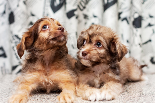 Pappy bilder – Bläddra bland 1,142 stockfoton, vektorer och videor ...