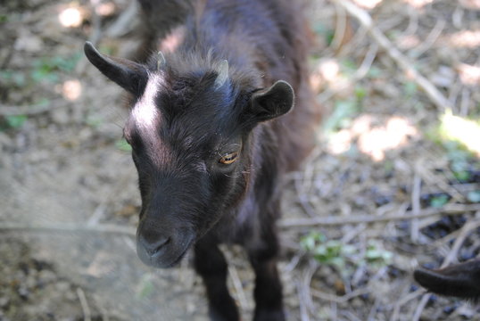 「Biquette」の写真素材 | 507件の無料イラスト画像 | Adobe Stock