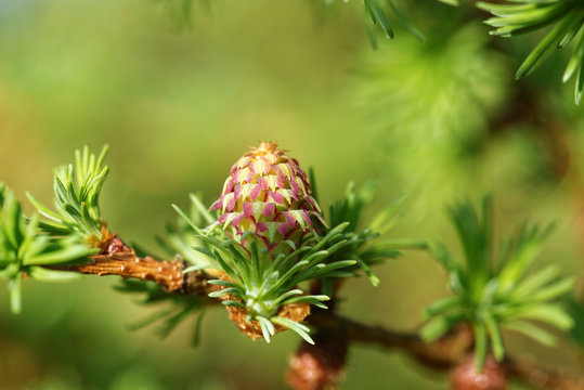 Microstrobilus 影像 – 瀏覽 208 個素材庫相片、向量圖和影片 | Adobe Stock