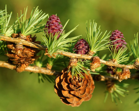 Microstrobilus Bilder – Durchsuchen 208 Archivfotos, Vektorgrafiken und ...
