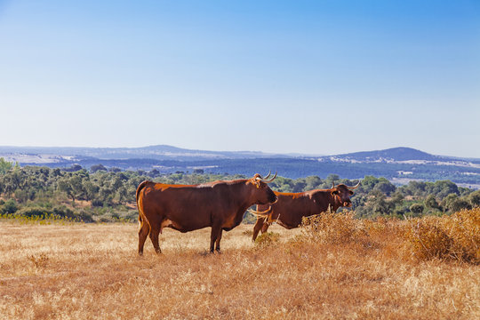 Alentejo Images – Browse 27,825 Stock Photos, Vectors, and Video ...