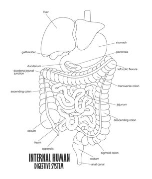 Outline Of Human Digestive System Images – Browse 6,224 Stock Photos ...