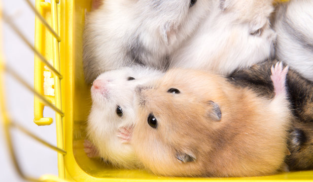 Hamsterbacken Bilder – Durchsuchen 1,862 Archivfotos, Vektorgrafiken ...