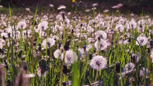 รูปภาพPusteblumenwiese – เลือกดูภาพถ่ายสต็อก เวกเตอร์ และวิดีโอ102 ...