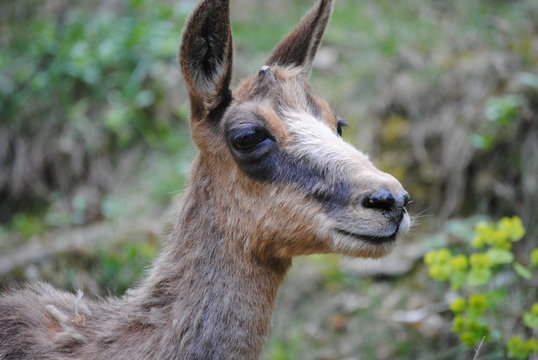 Isard Images – Parcourir 853 le catalogue de photos, vecteurs et vidéos ...