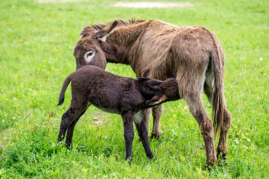 Muli bilder – Bläddra bland 1,060 stockfoton, vektorer och videor ...