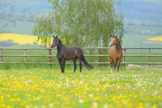 Pferdekoppel-Bilder: Stock-Fotos & -Videos. | Adobe Stock