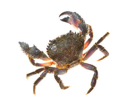 "Eriphia Verrucosa" Images – Browse 285 Stock Photos, Vectors, and ...