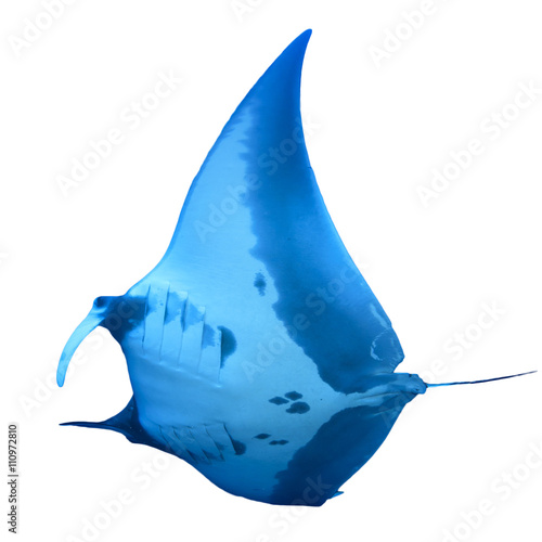 "Manta Ray cut out isolated on white background" Fotos de archivo e ...