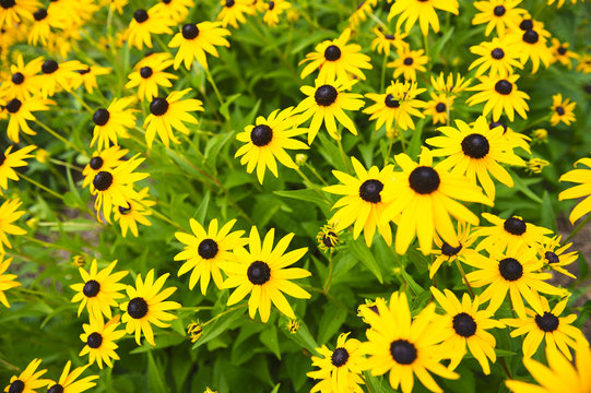 Susan Bilder – Durchsuchen 8,965 Archivfotos, Vektorgrafiken und Videos ...