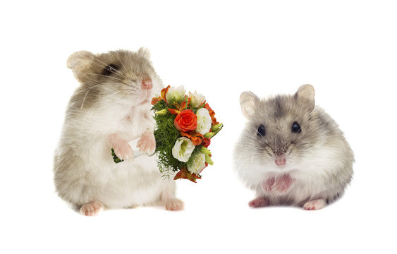Hamsterbacken Bilder – Durchsuchen 1,862 Archivfotos, Vektorgrafiken ...