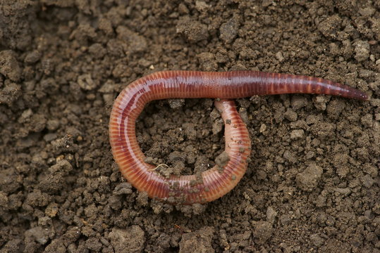 20,384 IMAGES, PHOTOS ET ILLUSTRATIONS VECTORIELLES STOCK APPROPRIÉES ...