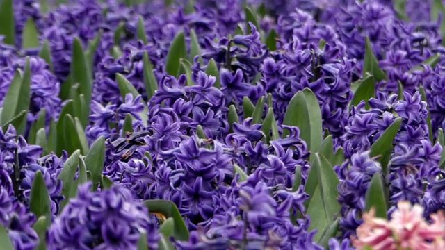 Hyacinth Video Footage – Browse 4,963 HD Stock Video and Footage ...