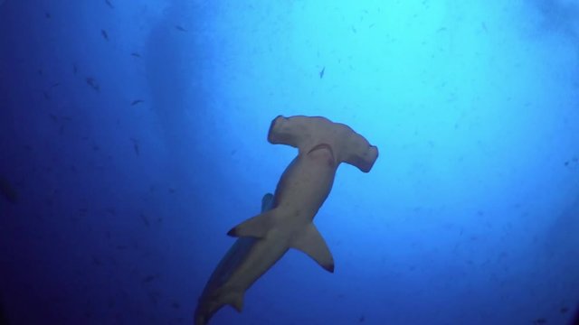 Hammerhead Images – Browse 6,842 Stock Photos, Vectors, and Video ...