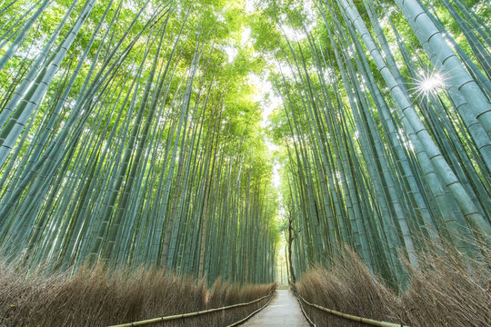 Adashi Images – Browse 57 Stock Photos, Vectors, and Video | Adobe Stock