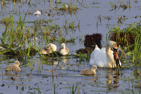 Cygnos Images – Browse 43 Stock Photos, Vectors, and Video | Adobe Stock