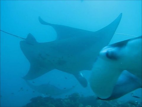 「Teufelsrochen」の写真素材 | 121件の無料イラスト画像 | Adobe Stock