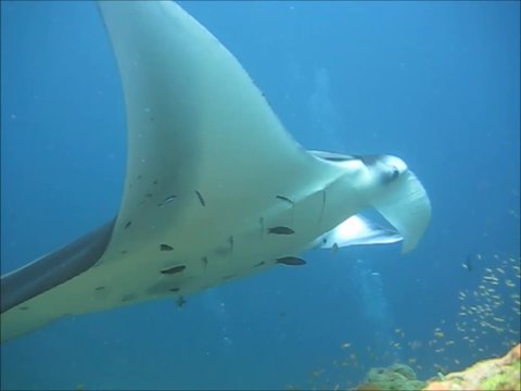 Imagens de Teufelsrochen – Explore Fotografias do Stock, Vetores e ...