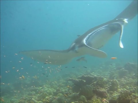 Imágenes de Teufelsrochen: descubre bancos de fotos, ilustraciones ...