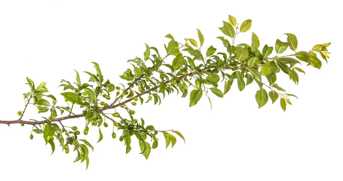 รูปภาพPlum-Tree – เลือกดูภาพถ่ายสต็อก เวกเตอร์ และวิดีโอ1,552 | Adobe Stock