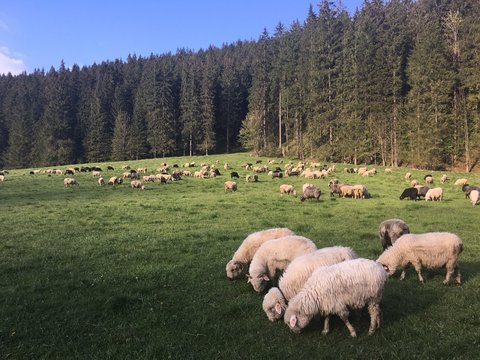 Owce Bilder – Durchsuchen 1,436 Archivfotos, Vektorgrafiken und Videos ...